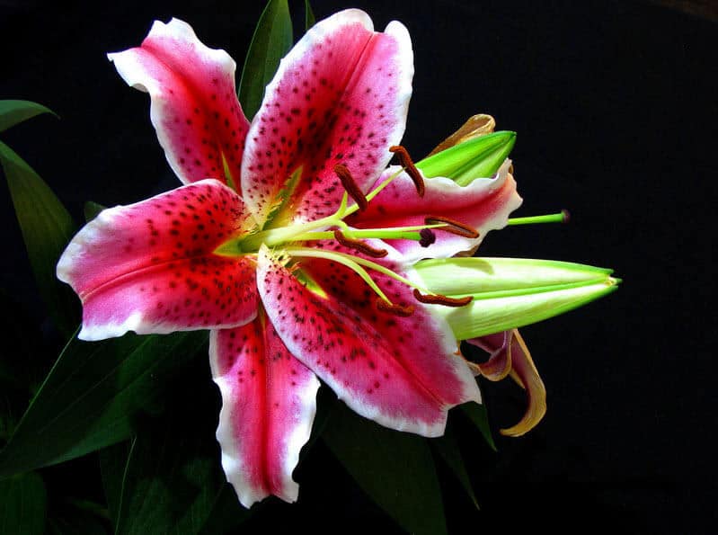 hoa-ly-tiger | Hoa tươi Nguyệt Hỷ